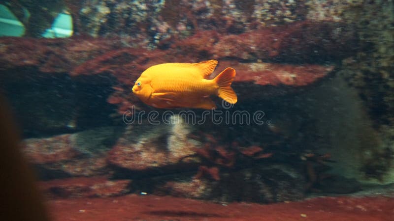 Yellow Salt Water Fish in Front of Reef Stock Image - Image of ...