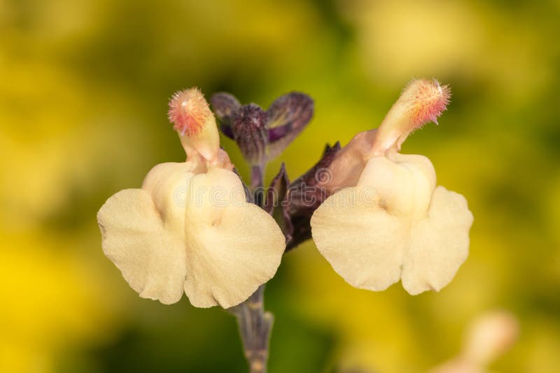 Yellow salvia flowers stock image. Image of bright, lamiaceae - 263632597