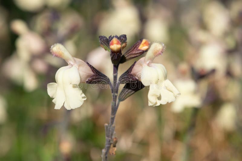 Yellow salvia flowers stock image. Image of botany, garden - 303769239
