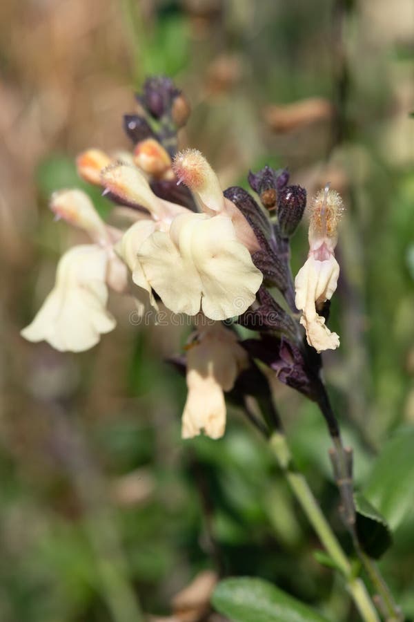 Yellow salvia flowers stock image. Image of bright, flowering - 303770533