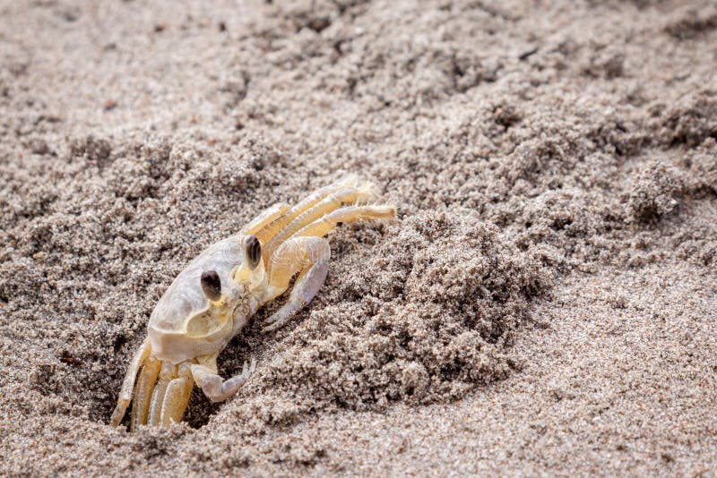 Yellow sand crab digging stock image. Image of digging - 57276743