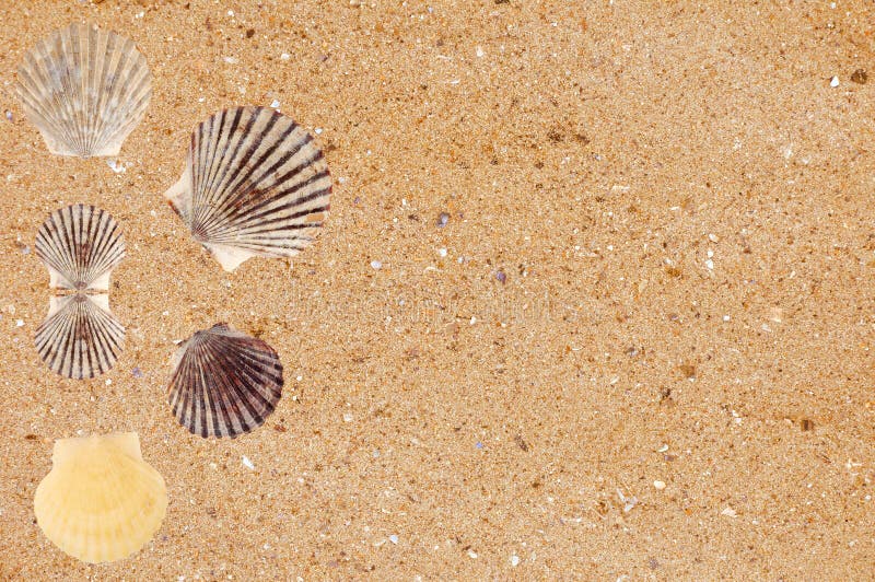 Yellow Sand with Sea Shells Background Stock Image - Image of exotic ...