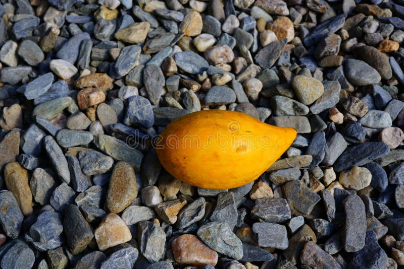 A yellow sapote fruit stock photo. Image of soft, canistel - 99512146