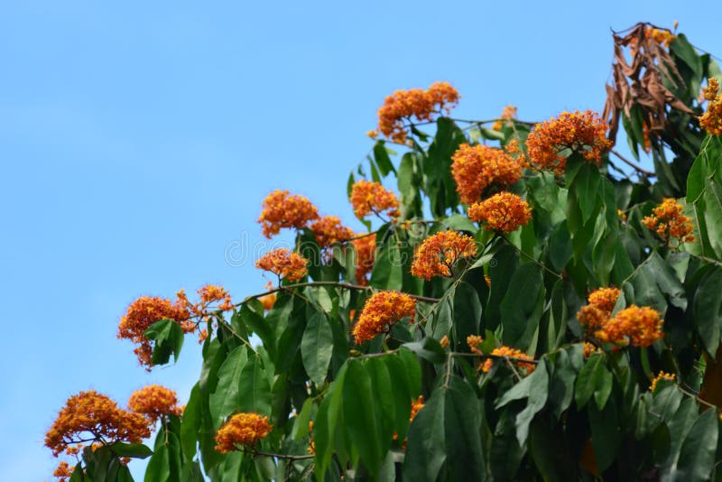 Yellow Saraca or Saraca Thaipingensis Stock Image - Image of bright ...