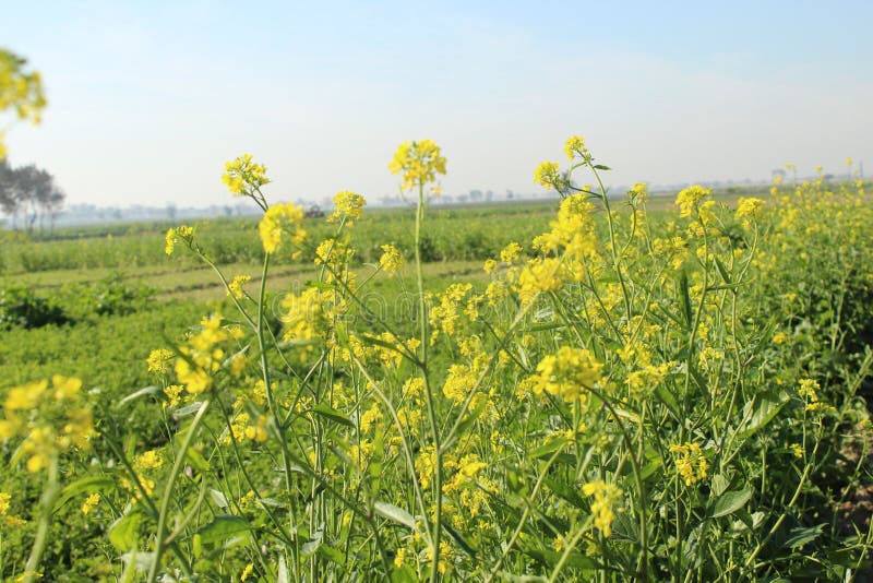 Sarson Flowers in the Meadow with a Blue Sky Stock Image - Image of ...