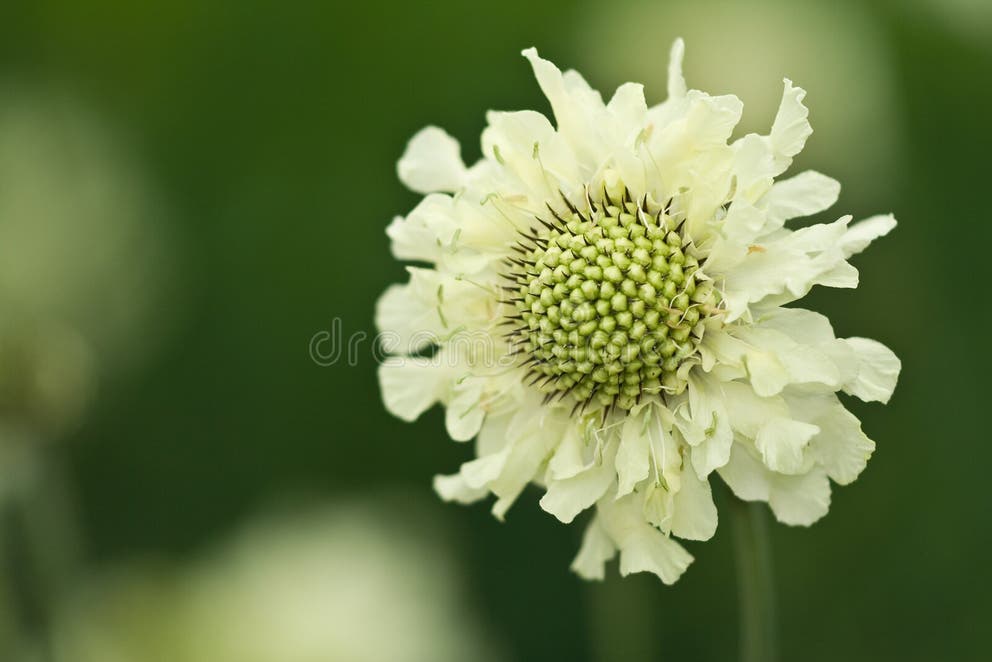 Yellow scabious stock image. Image of flora, plant, bloom - 5913961