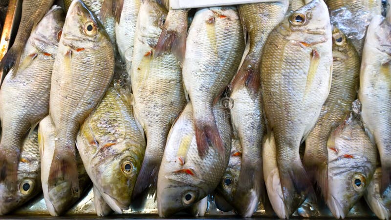 Yellow scad fish stock photo. Image of torpedo, fish - 41383682