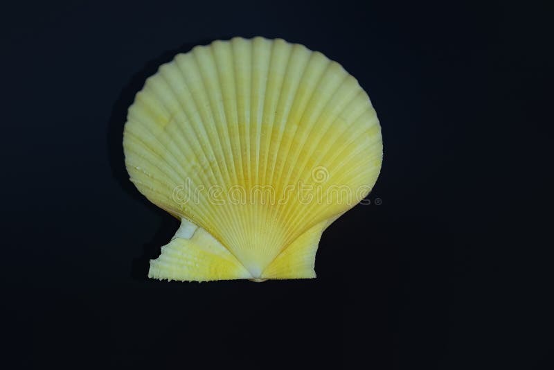 Yellow Scallop Shell - Seashell Stock Photo - Image of mollusc ...