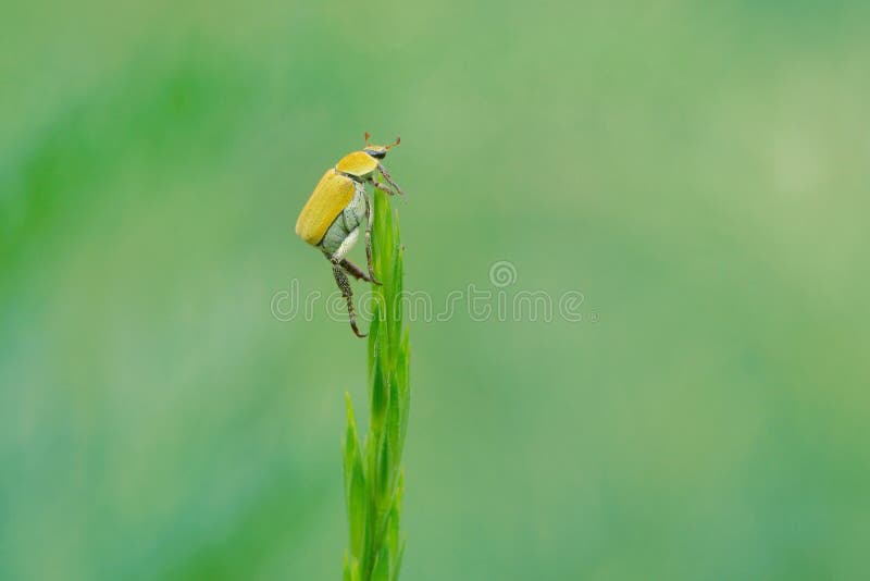 Yellow scarab stock image. Image of wildlife, scarab - 271864537