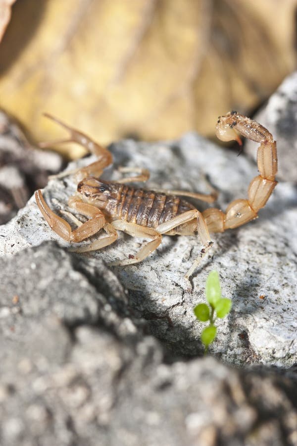 Yellow Scorpion, Buthus Occitanus Stock Image - Image of looking, toxic ...