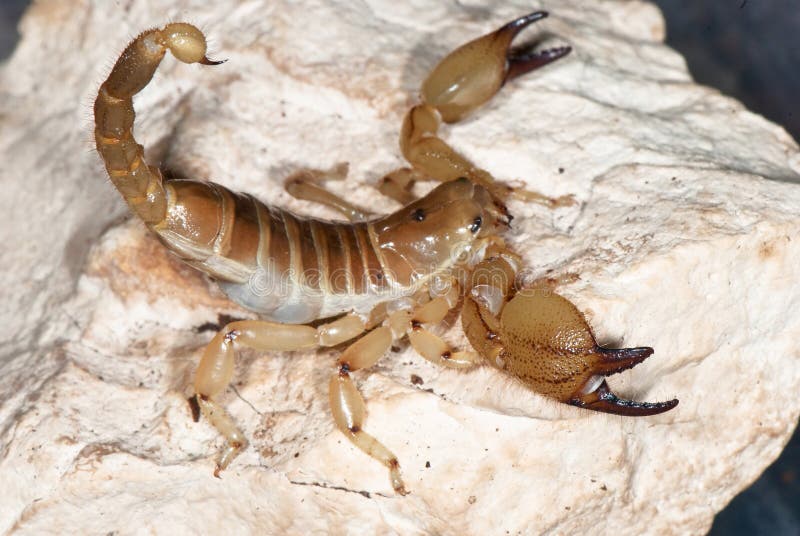 Young Scorpion stock photo. Image of tail, translucent - 4773300