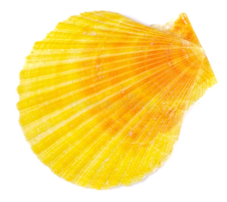Yellow sea shell stock photo. Image of souvenir, shell - 11330994