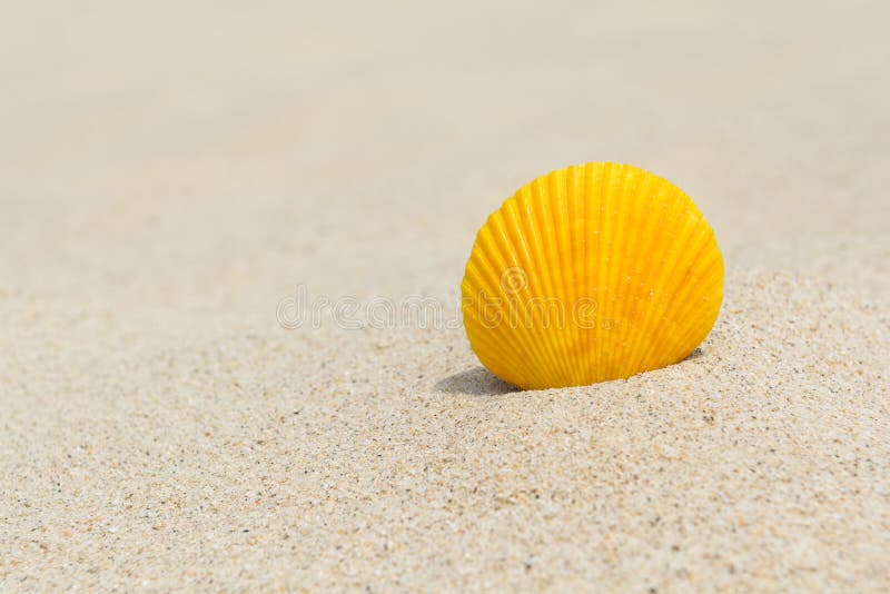 Yellow Sea Shell on the Sand Stock Photo - Image of atmospheric, marine ...