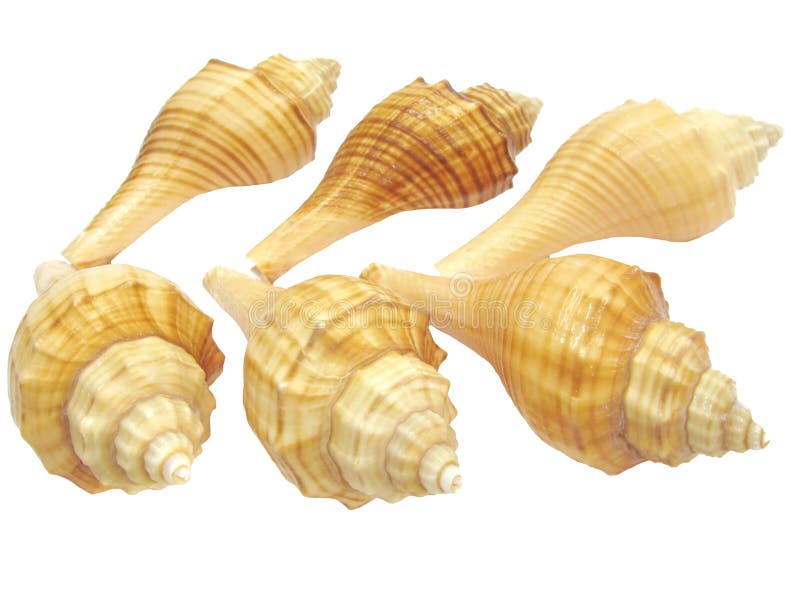 Yellow sea shells stock photo. Image of hemifusus, heap - 13857414