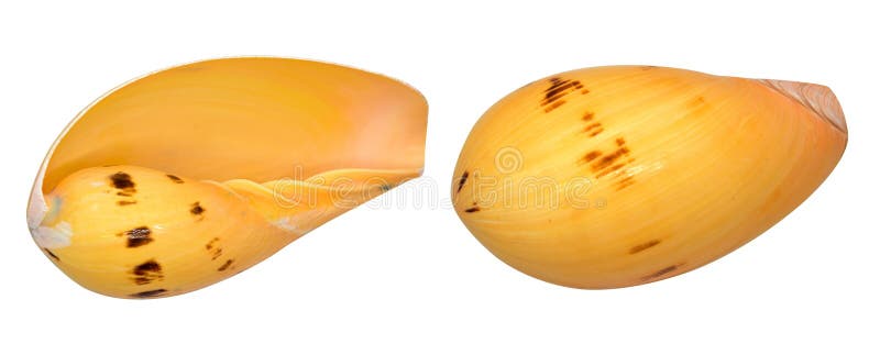 Yellow Sea Shells Isolated on White Stock Image - Image of yellow ...