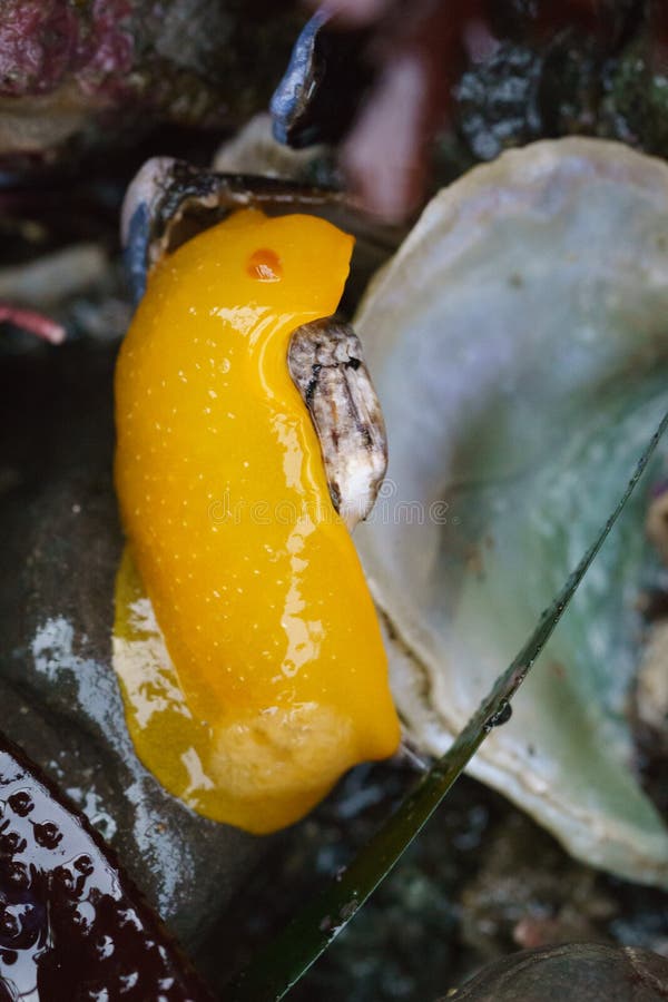 Yellow Sea Slug stock image. Image of slippery, slimy - 260121925