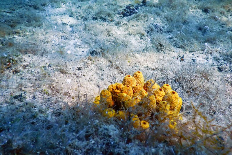 Yellow Sea Sponge, Bottom of Tropical Sea, Underwater Stock Image ...
