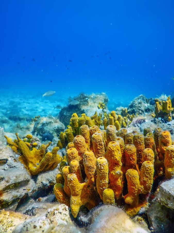 Yellow Sea Sponge, Bottom of Tropical Sea, Underwater Stock Image ...