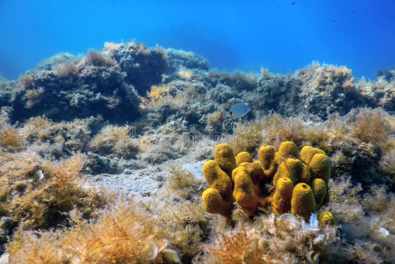 Yellow Sea Sponge, Bottom of Tropical Sea, Underwater Stock Image ...