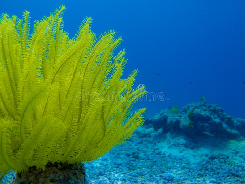 Feather star stock photo. Image of asai, feather, ocean - 32054166