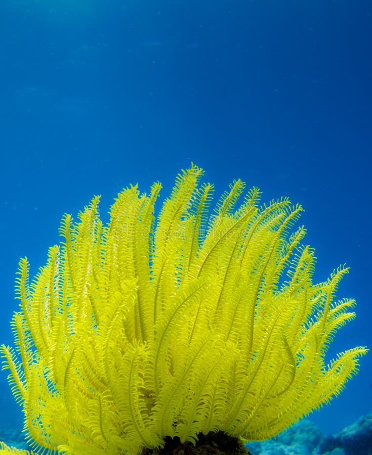 Yellow sea star stock image. Image of male, destination - 32054973