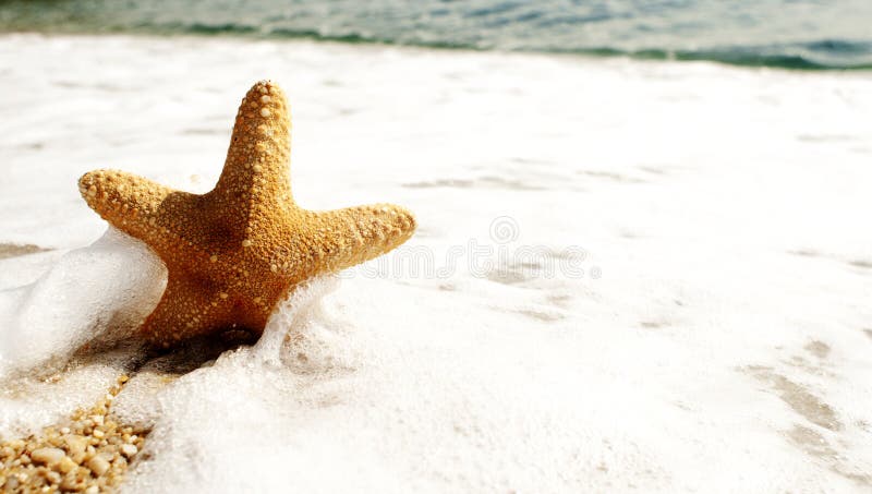 Yellow Sea Star in Wave Foam Stock Image - Image of beach, starfish ...