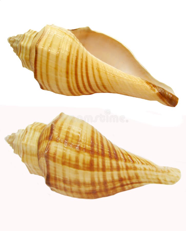 Yellow seashell stock photo. Image of marine, shiny, cockle - 13505494