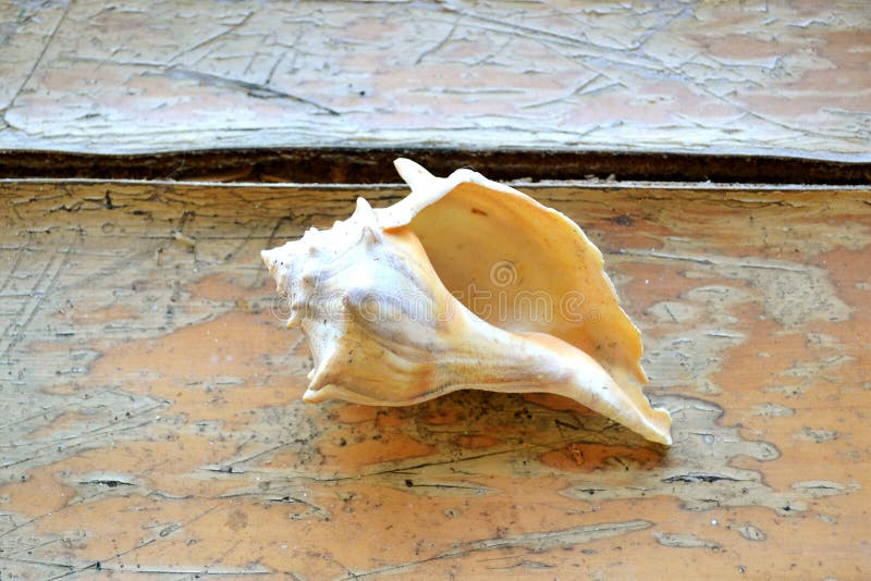 Yellow Seashell stock photo. Image of varnish, tabletop - 54394948