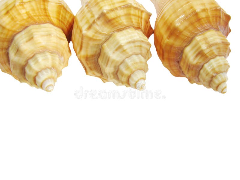 Yellow seashells stock image. Image of shiny, collection - 13505679