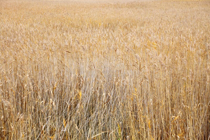 Yellow Sedge Reed on a River Bank Stock Image - Image of closeup ...