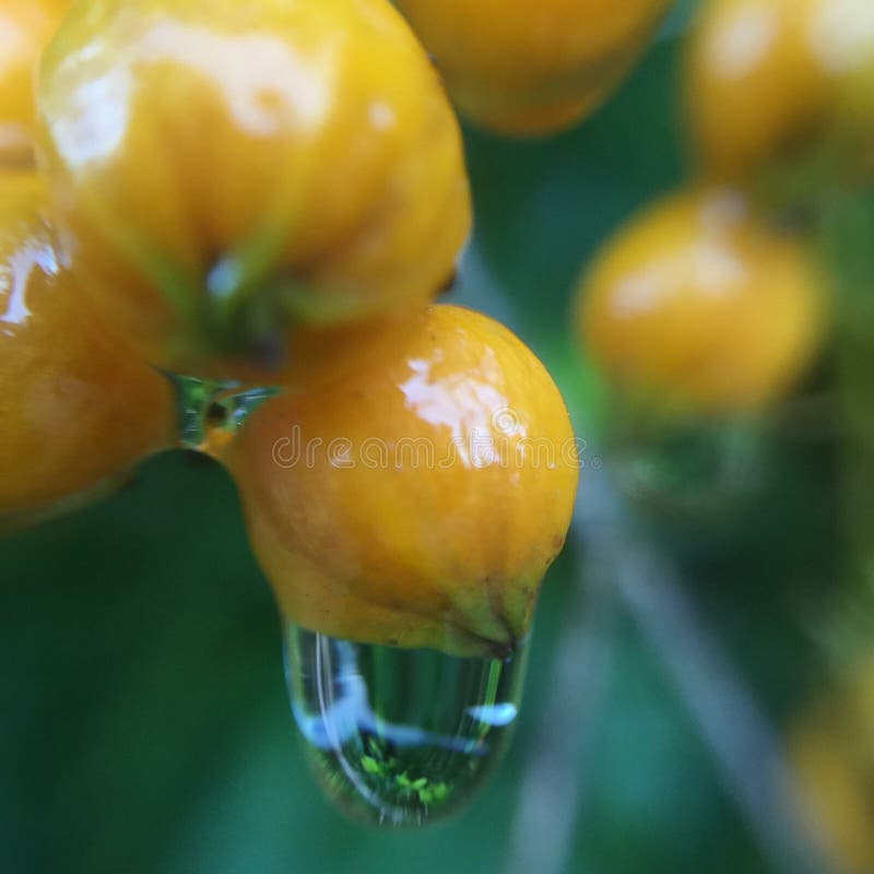 Yellow seed stock image. Image of raining, waterdrop - 76738807