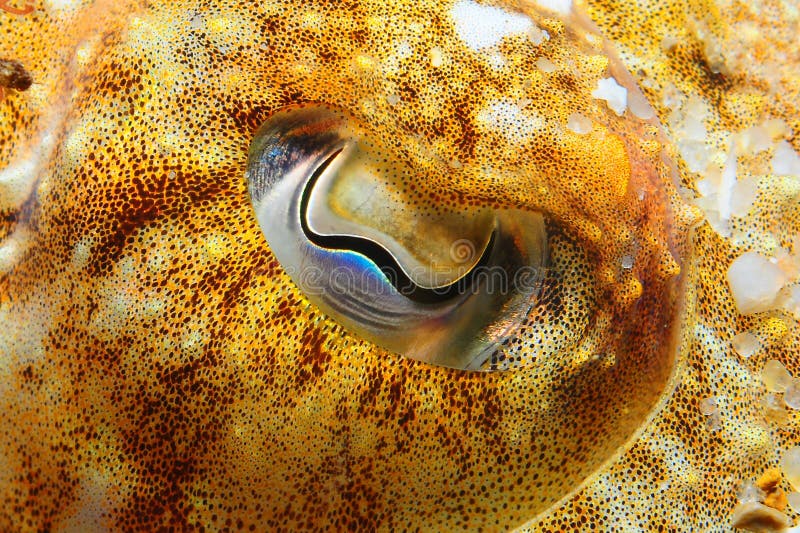 Yellow Sepia Officinalis Eye Stock Image - Image of officinalis, yellow ...