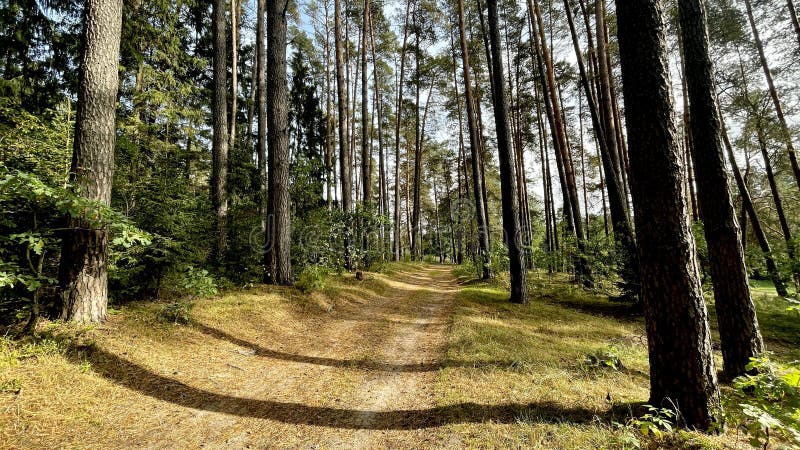Yellow September Path in the Forest Stock Image - Image of shades ...