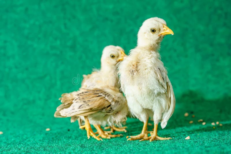 Cute Serama Chicks Stock Photos - Free & Royalty-Free Stock Photos from ...