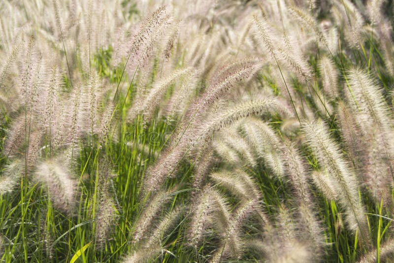 Yellow Setaria stock image. Image of botanical, disorderly - 87338631