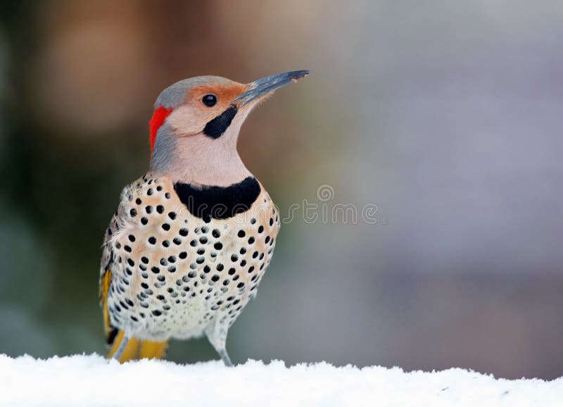 Northern Flicker in the Snow Stock Image - Image of gawker, winter ...
