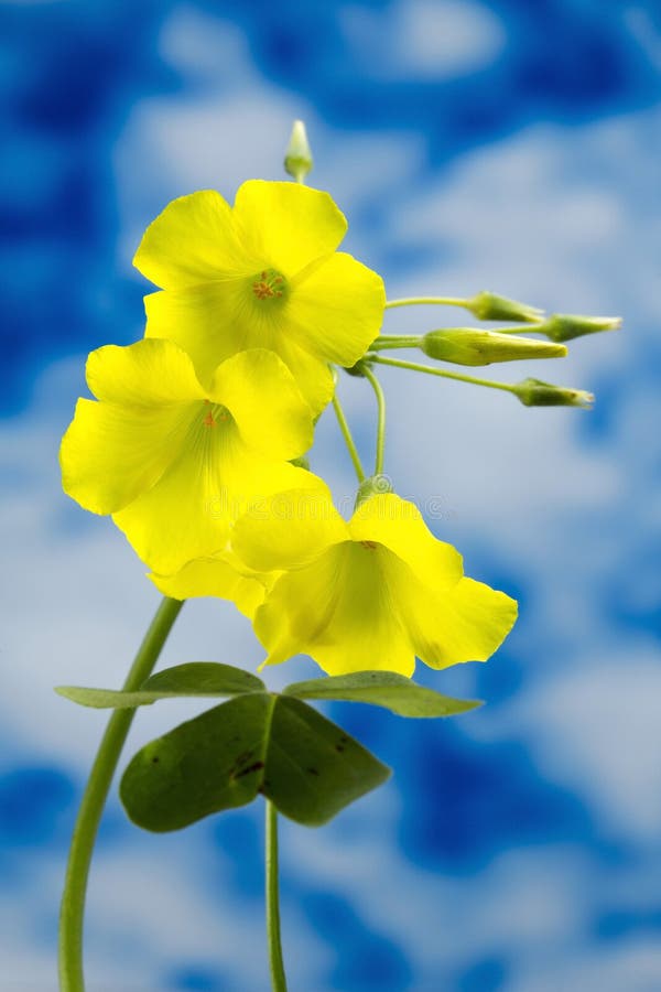 Yellow Shamrock stock image. Image of blooming, shamrock - 48286981