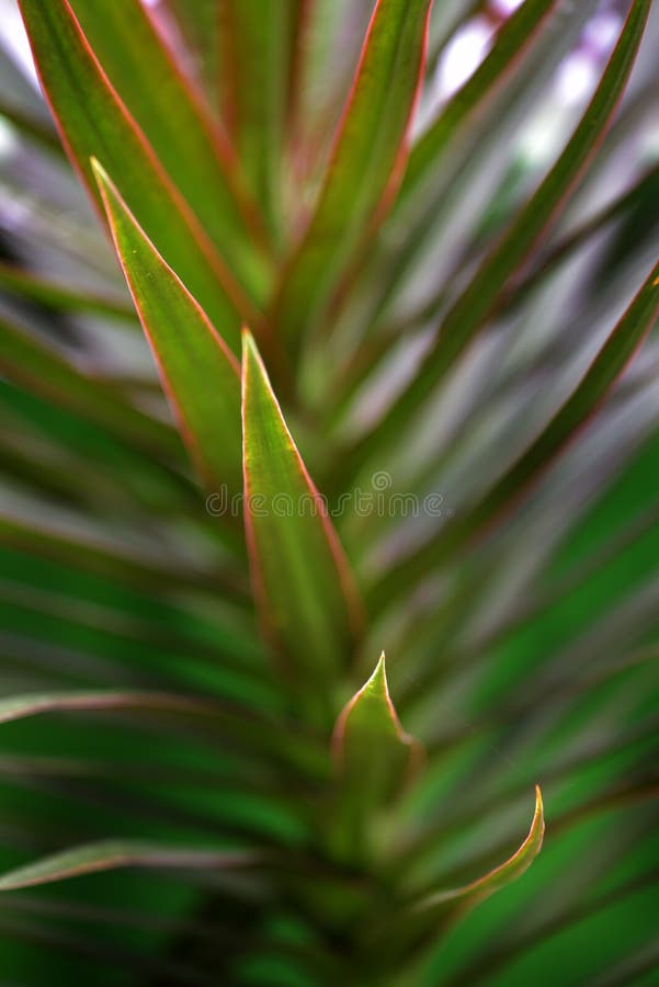 Yellow Sharp Leafs Stand Out in the Garden Stock Image - Image of bokeh ...