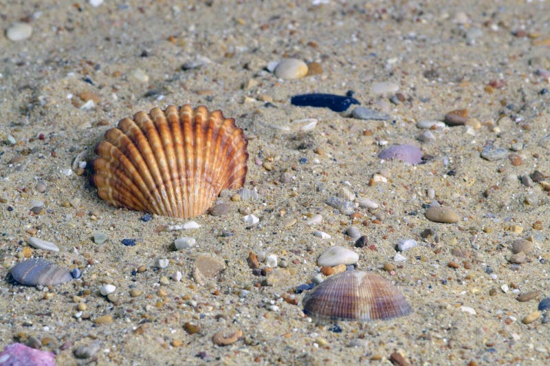 Yellow shell stock image. Image of peaceful, aquatic - 37428011