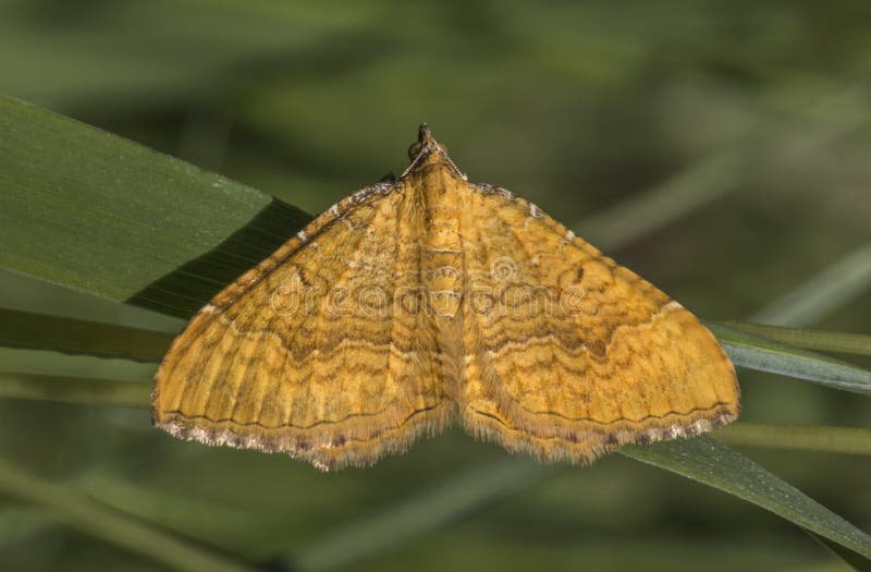 Yellow Shell Moth (Camptogramma Bilineata) Stock Photo - Image of wood ...
