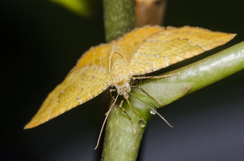Yellow Shell Moth Drinking Water Stock Image - Image of common, shell ...