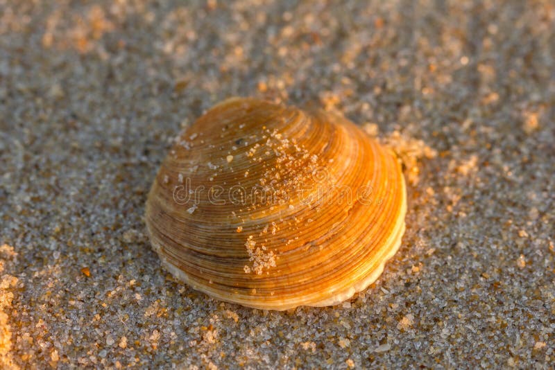 Yellow shell stock photo. Image of yellow, golden, beach - 66507782
