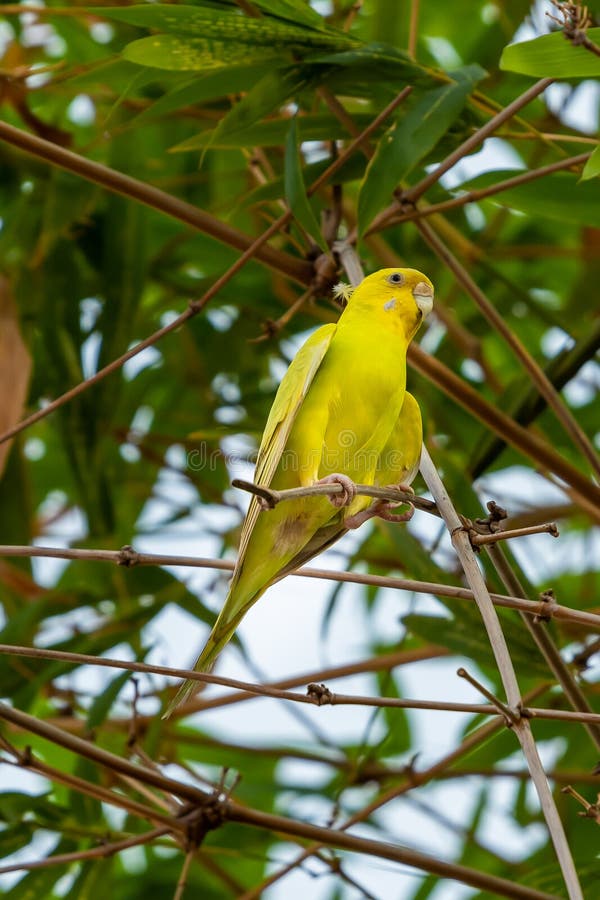 Yellow Shell Parakeet Perching on a Perch Stock Image - Image of ...