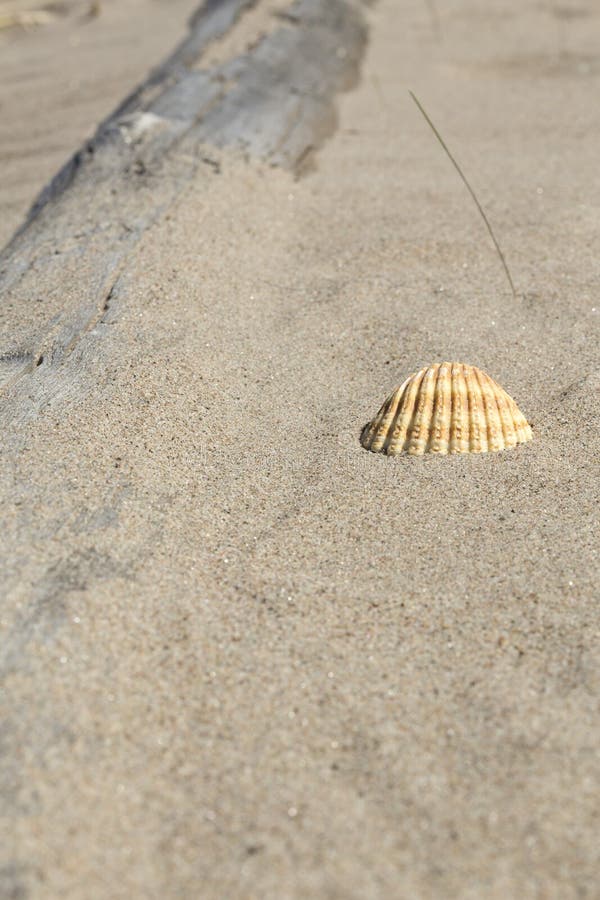 Yellow shell in the sand stock photo. Image of summer - 72149620