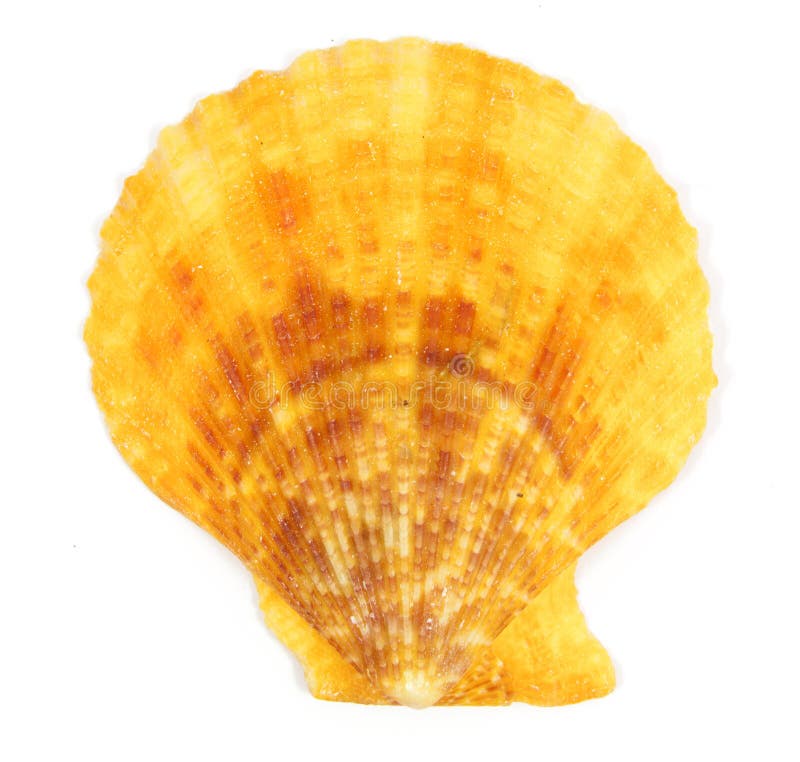 Yellow Shell See Pectinidae on the White Stock Photo - Image of ocean ...
