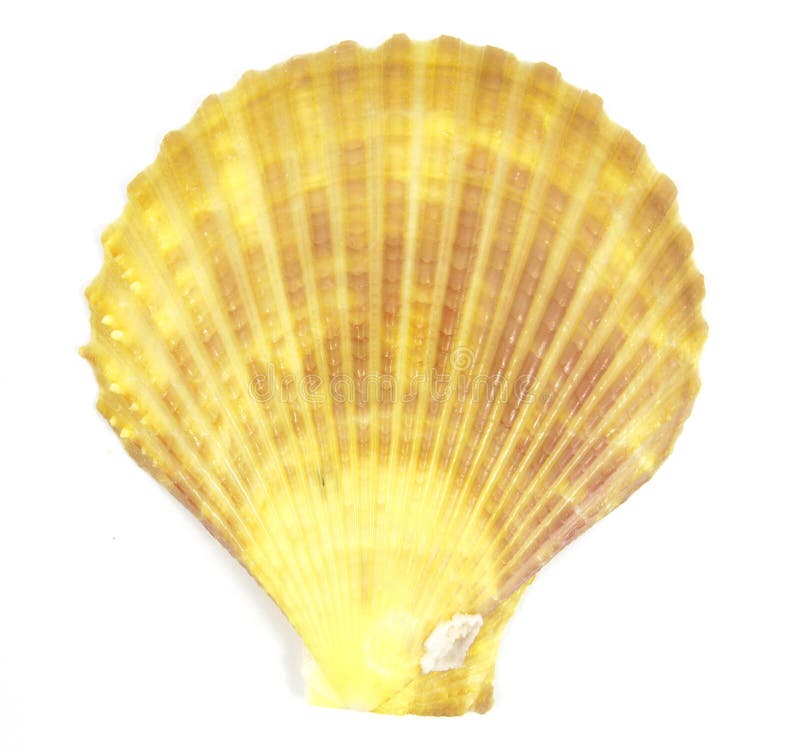 Yellow Shell See Pectinidae on the White Stock Image - Image of seafood ...