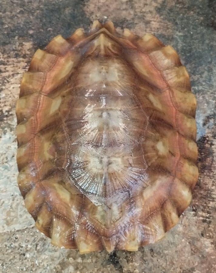 Turtleriver Stock Photos - Free & Royalty-Free Stock Photos from Dreamstime