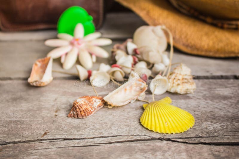 Yellow shell on wooden stock photo. Image of space, seashell - 47554316