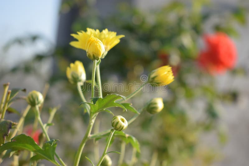 Shevanti Flower Stock Photos - Free & Royalty-Free Stock Photos from ...