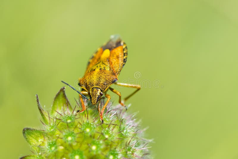 Yellow Lip Shield Slug (chelidonura Flavolobata) Stock Image - Image of ...